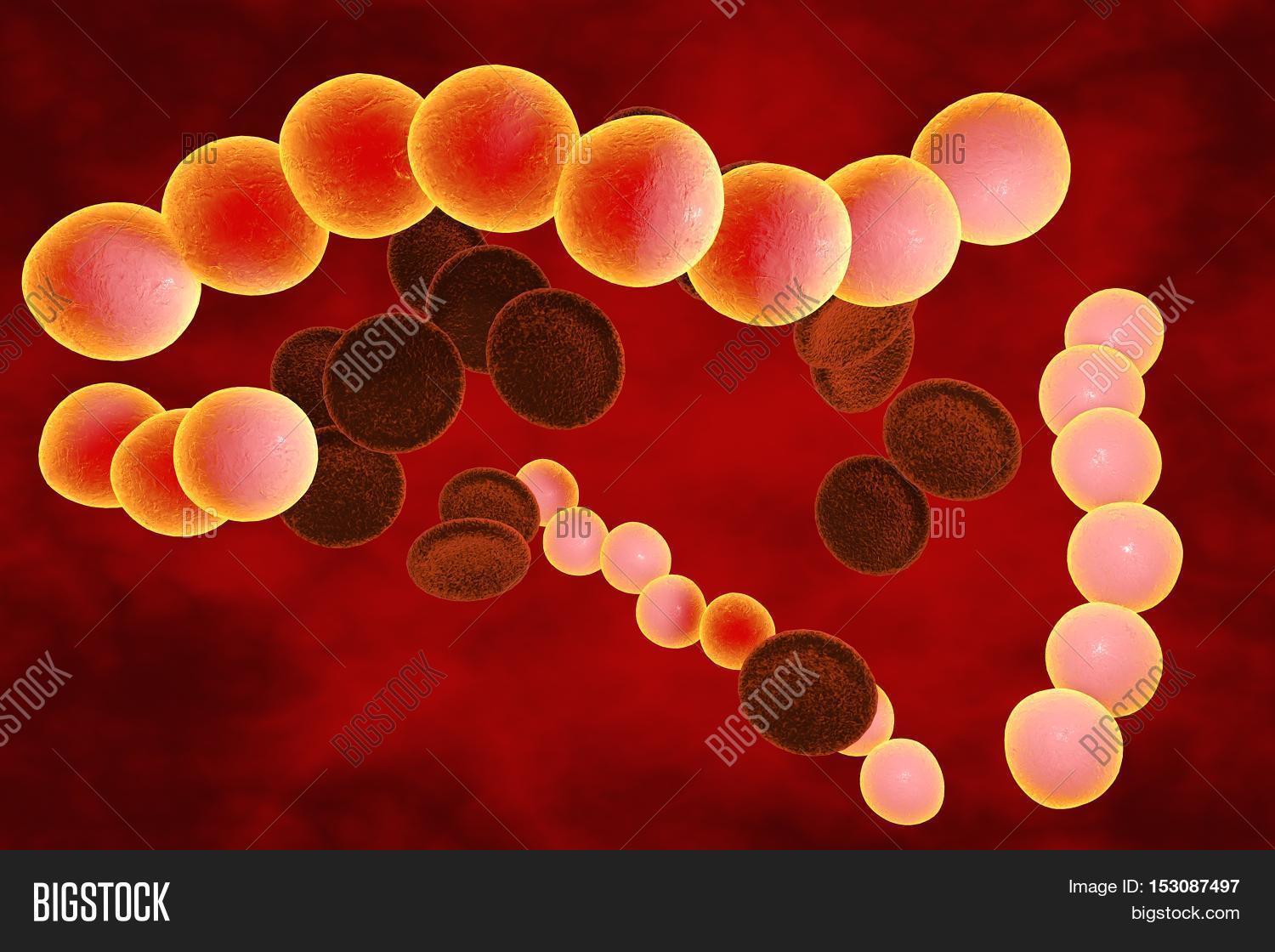 Bacteria Streptococcus Image & Photo (Free Trial) | Bigstock