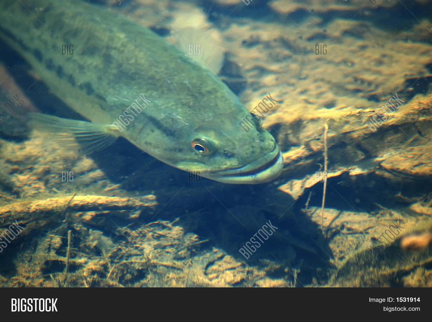 Largemouth Bass Image & Photo (Free Trial) | Bigstock
