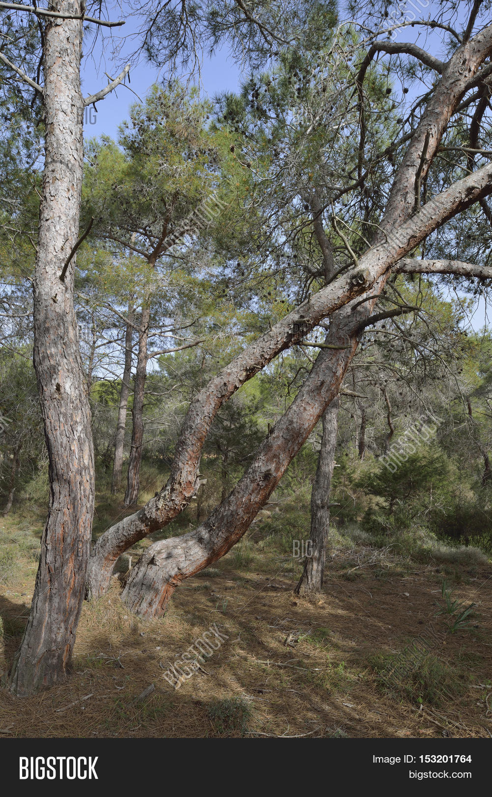 Calabrian Turkish Pine Image & Photo (Free Trial) | Bigstock