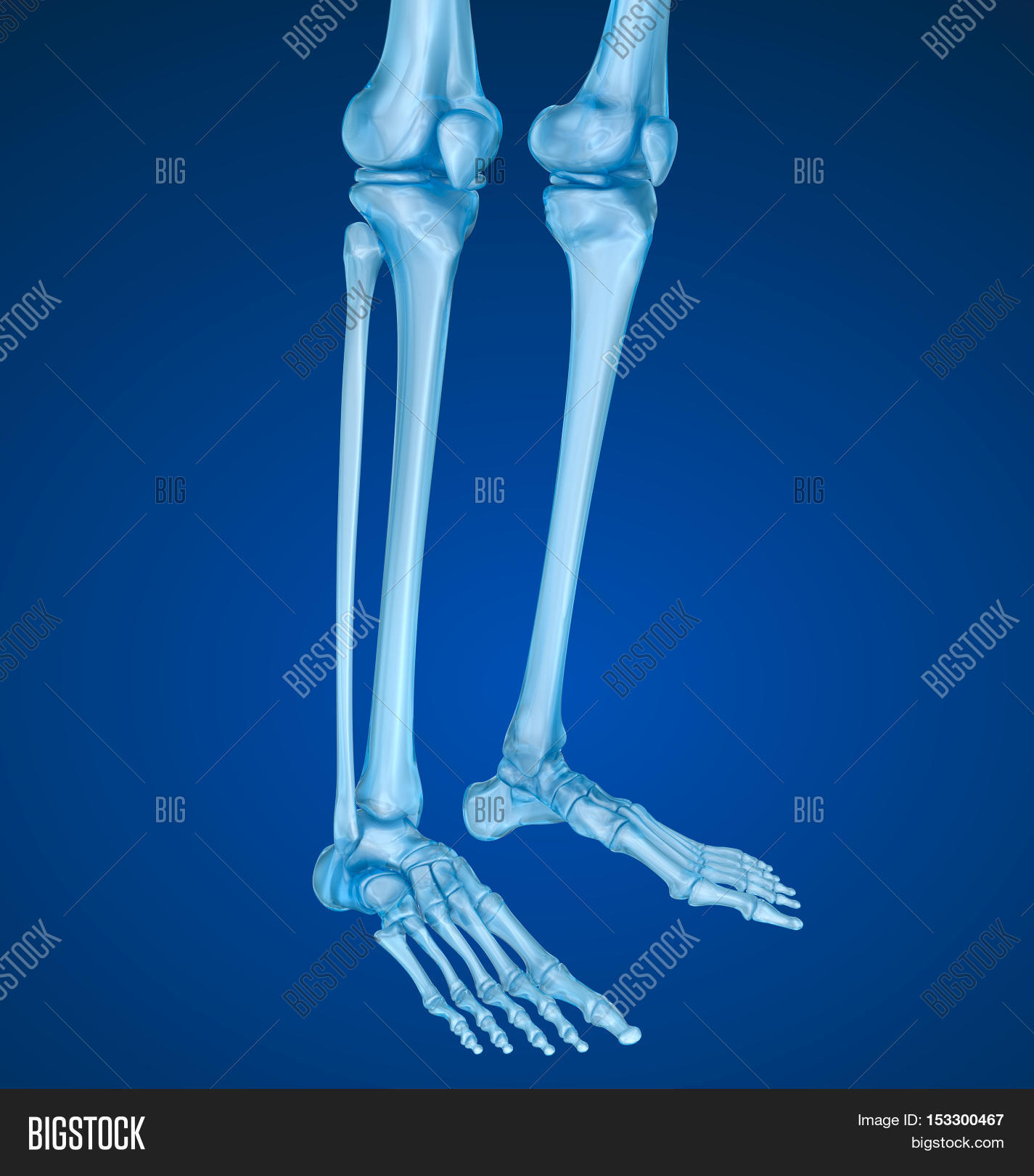 Knee Anatomy. Xray Image & Photo (Free Trial) | Bigstock