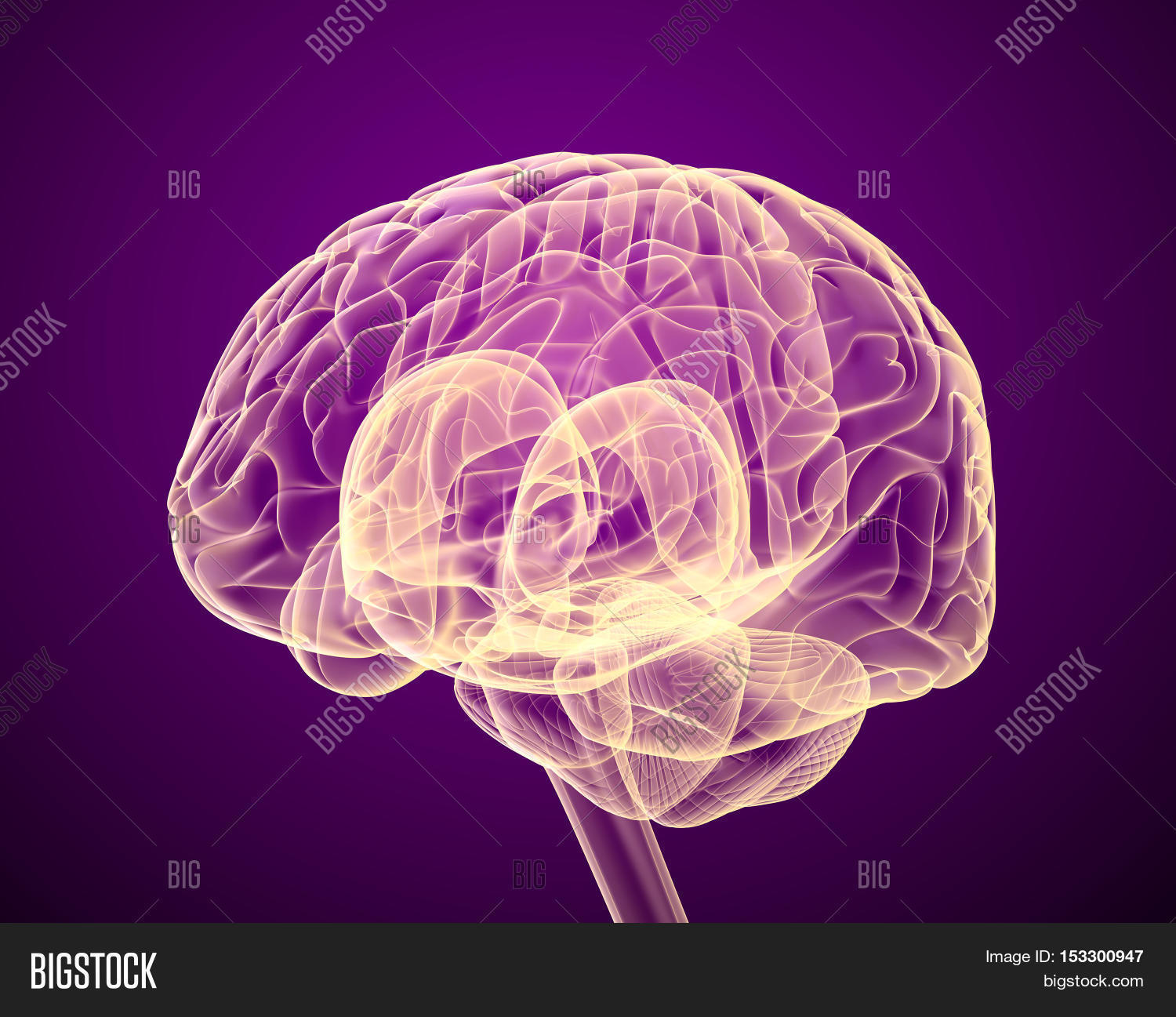 Human Brain X-ray Scan Image & Photo (Free Trial) | Bigstock