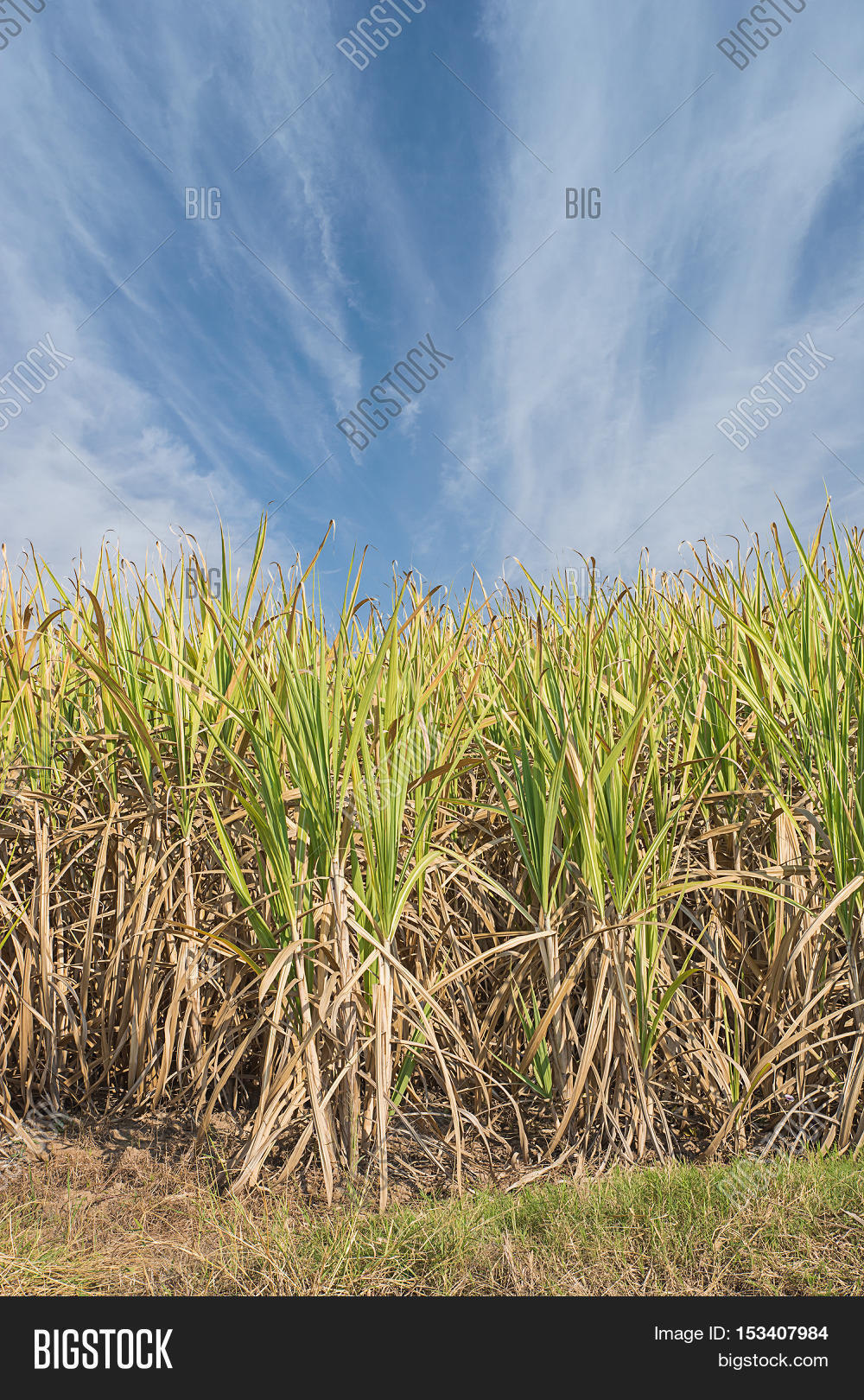 Sugar Crane Fieldsugar Image & Photo (Free Trial) | Bigstock