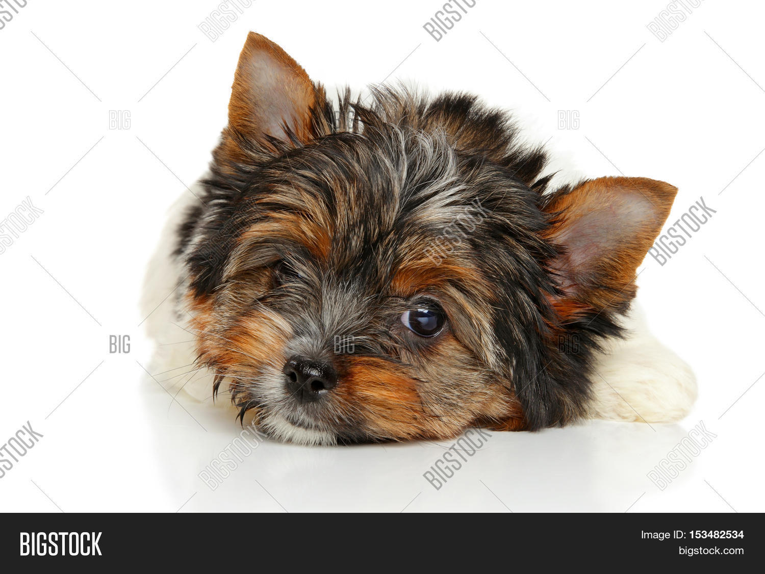 Biewer York Puppy Image & Photo (Free Trial) | Bigstock