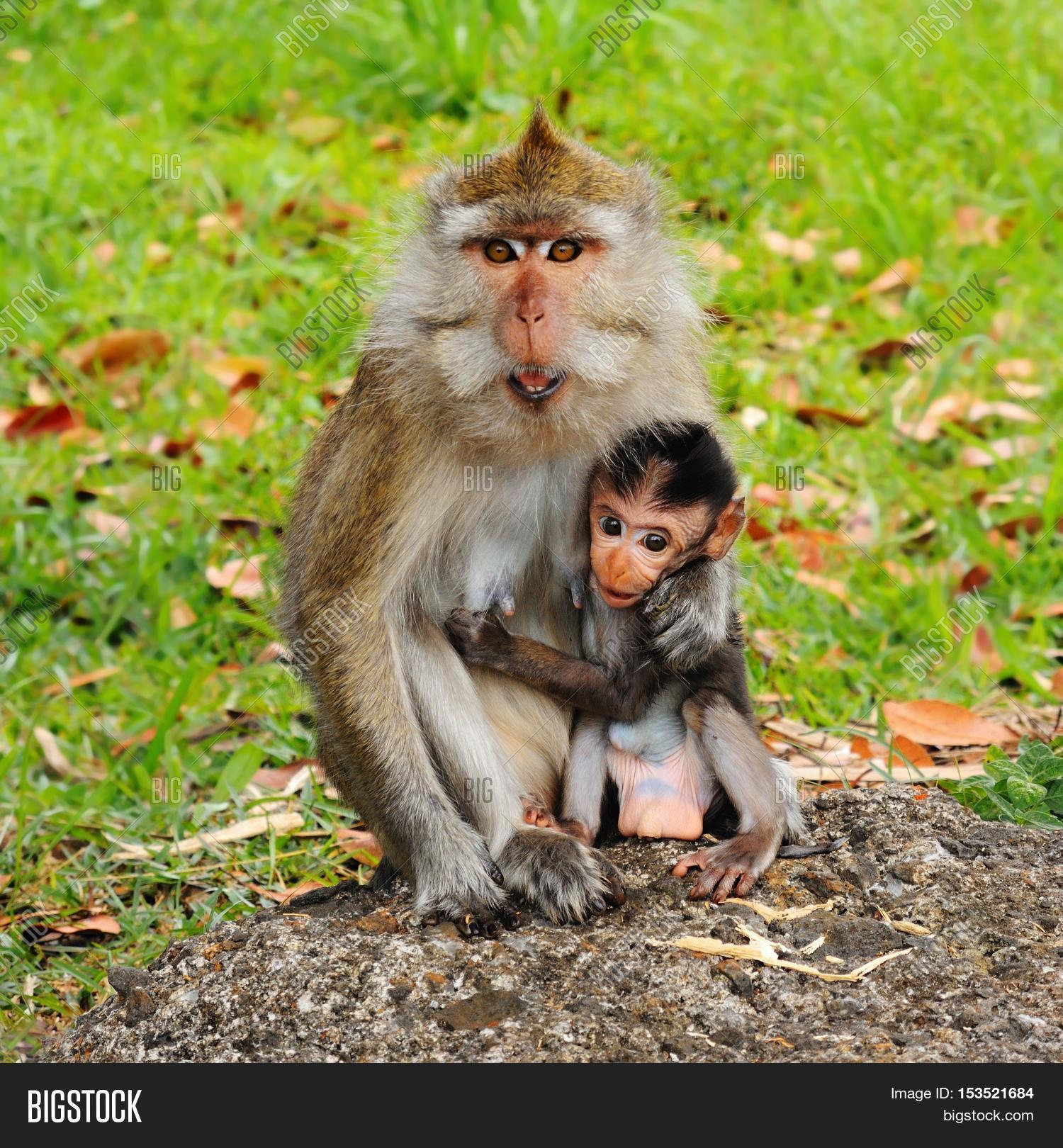Macaque Monkey Small Image & Photo (Free Trial) | Bigstock