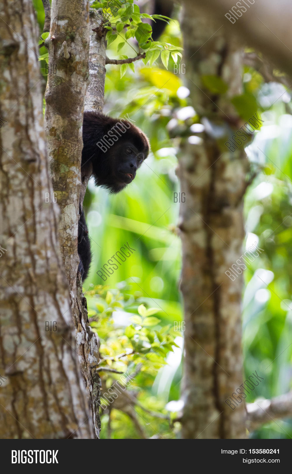 Mantled Howler Monkey Image & Photo (Free Trial) | Bigstock