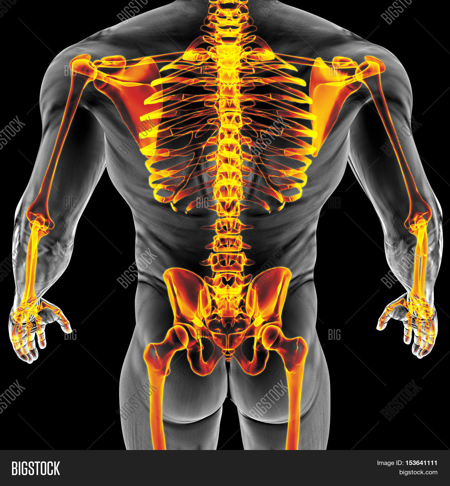 Man's Body Under X- Image & Photo (Free Trial) | Bigstock