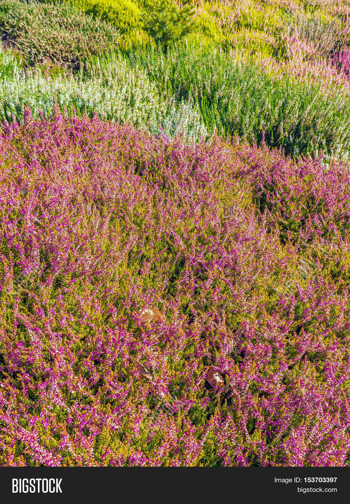 Field Colorful Heather Image & Photo (Free Trial) | Bigstock