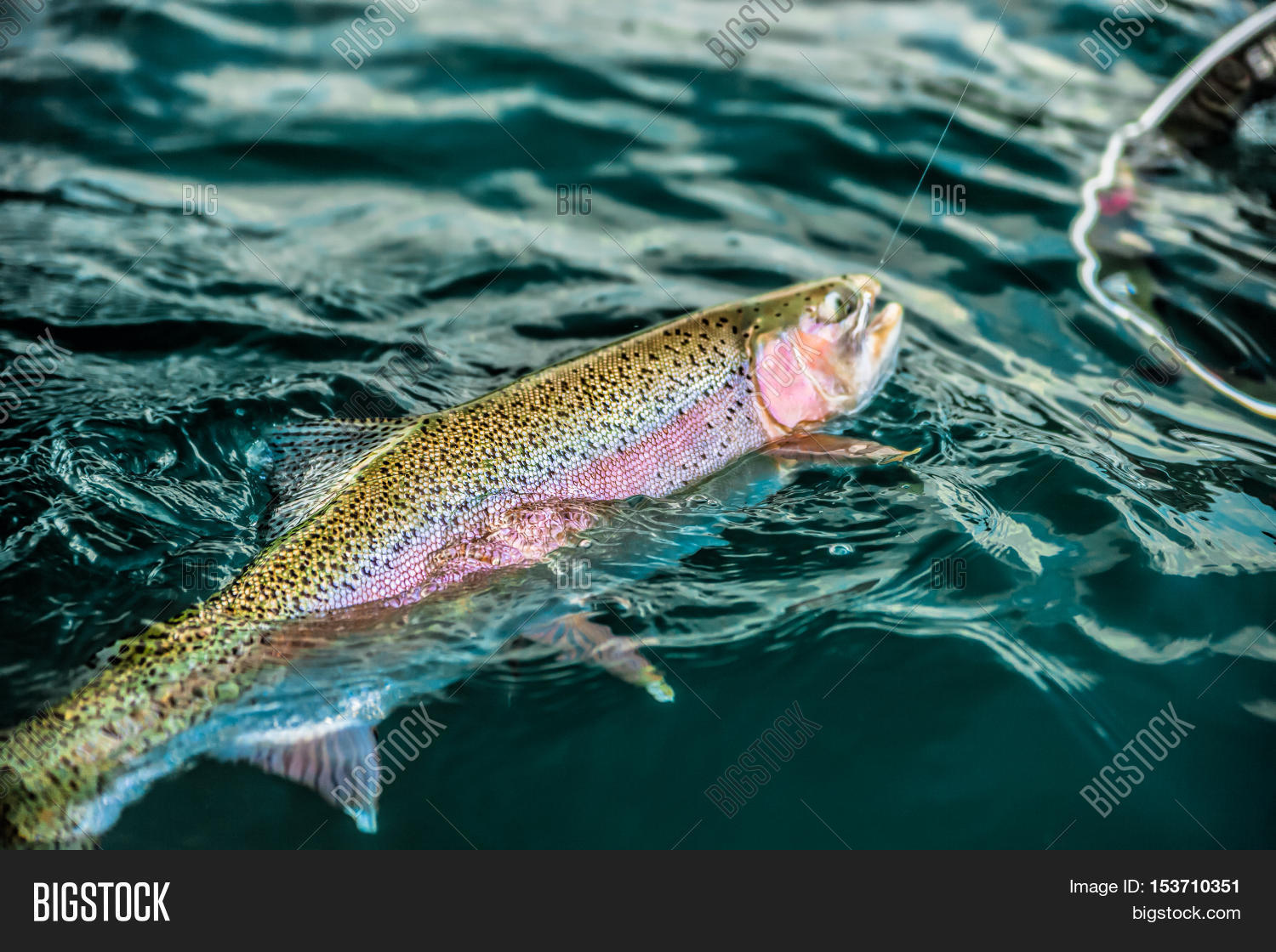 Beauty Rainbow Trout Image & Photo (Free Trial) | Bigstock