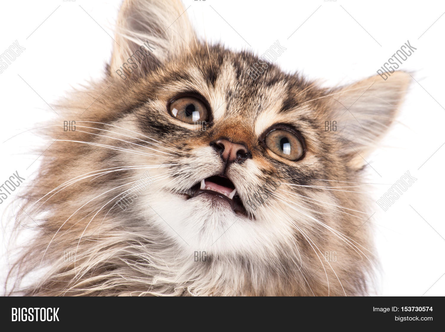 Fluffy Kitten Isolated Image & Photo (Free Trial) | Bigstock