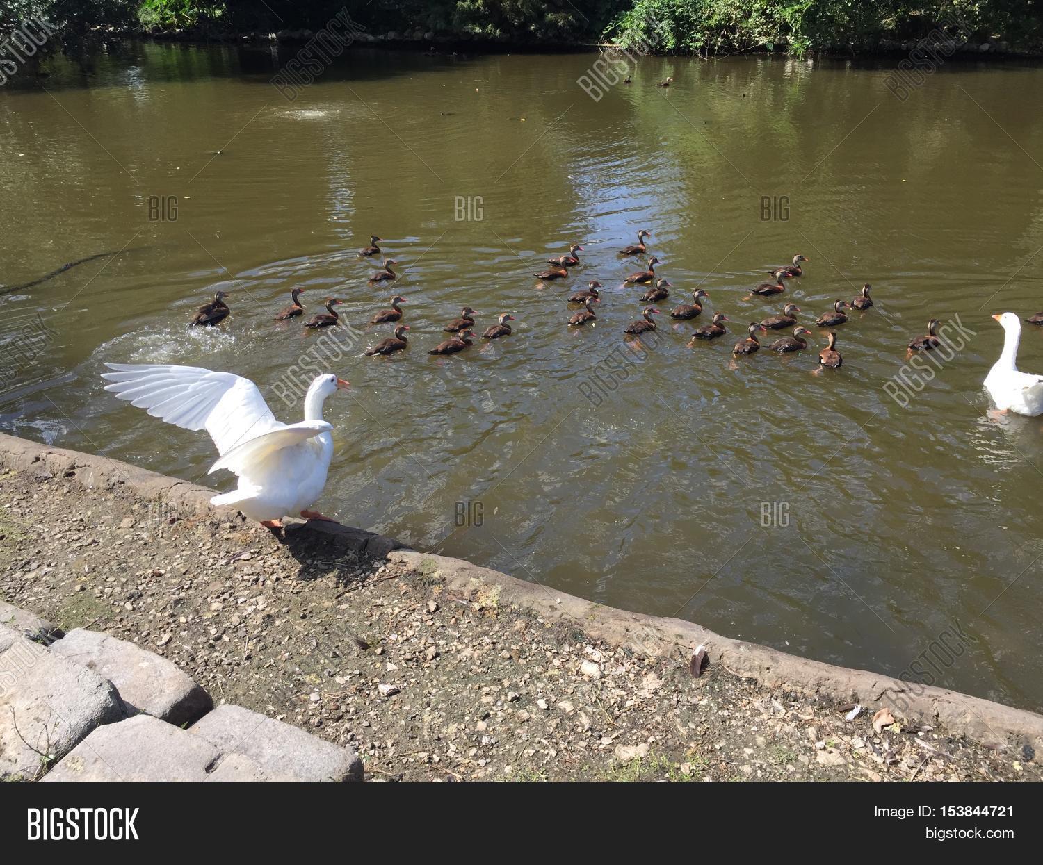 White Peking Duck Image & Photo (Free Trial) | Bigstock