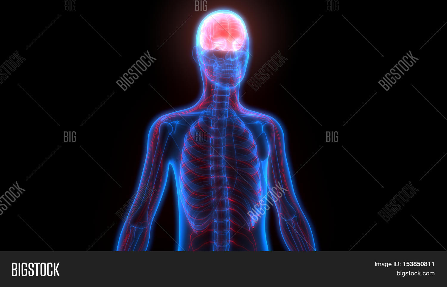 3D Illustration Human Image & Photo (Free Trial) | Bigstock