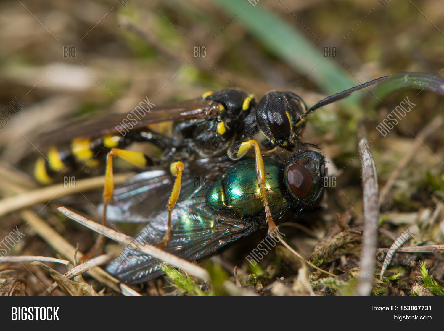 Field Digger Wasp ( Image & Photo (Free Trial) | Bigstock