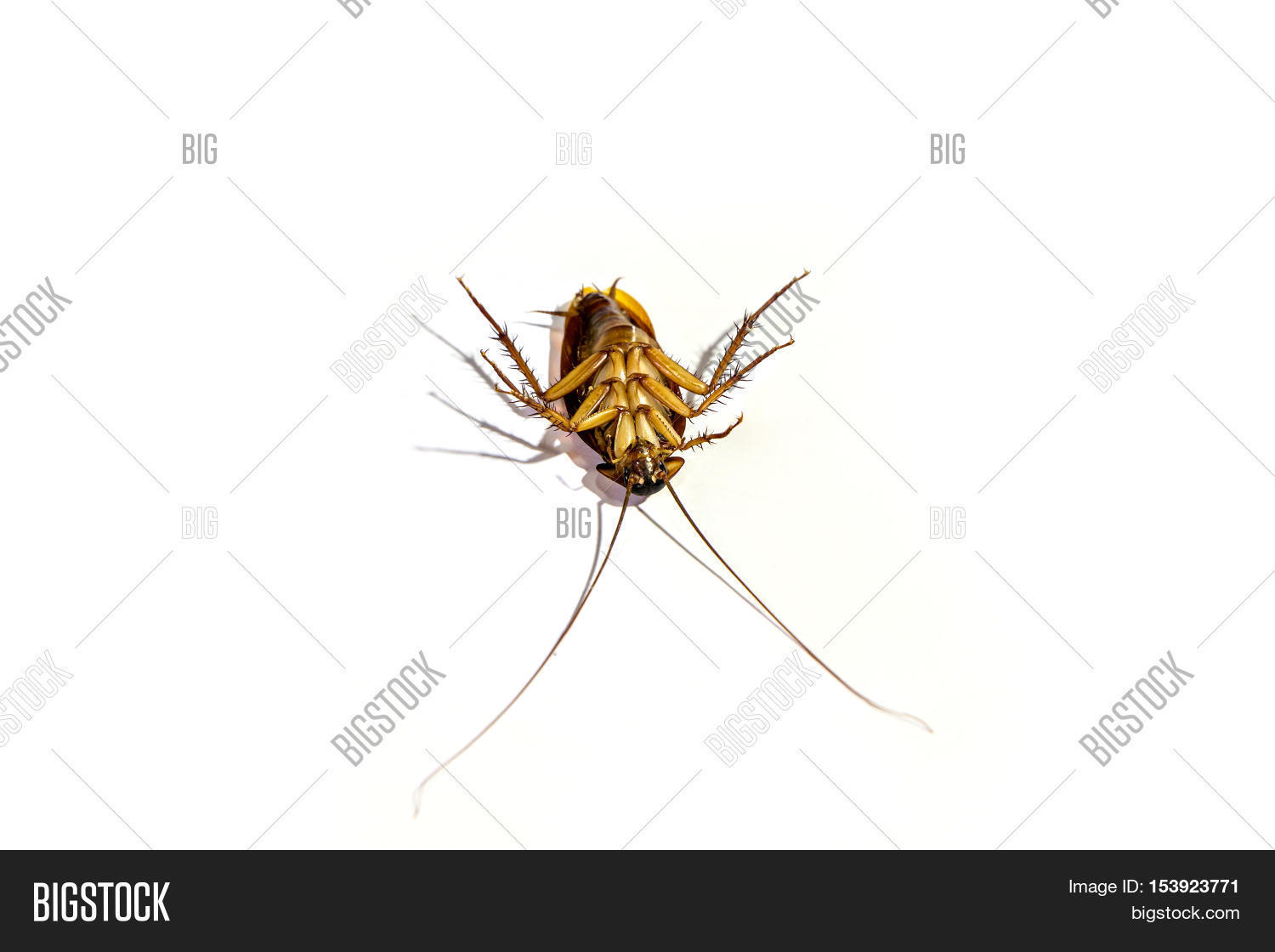 Body Cockroach Image & Photo (Free Trial) | Bigstock