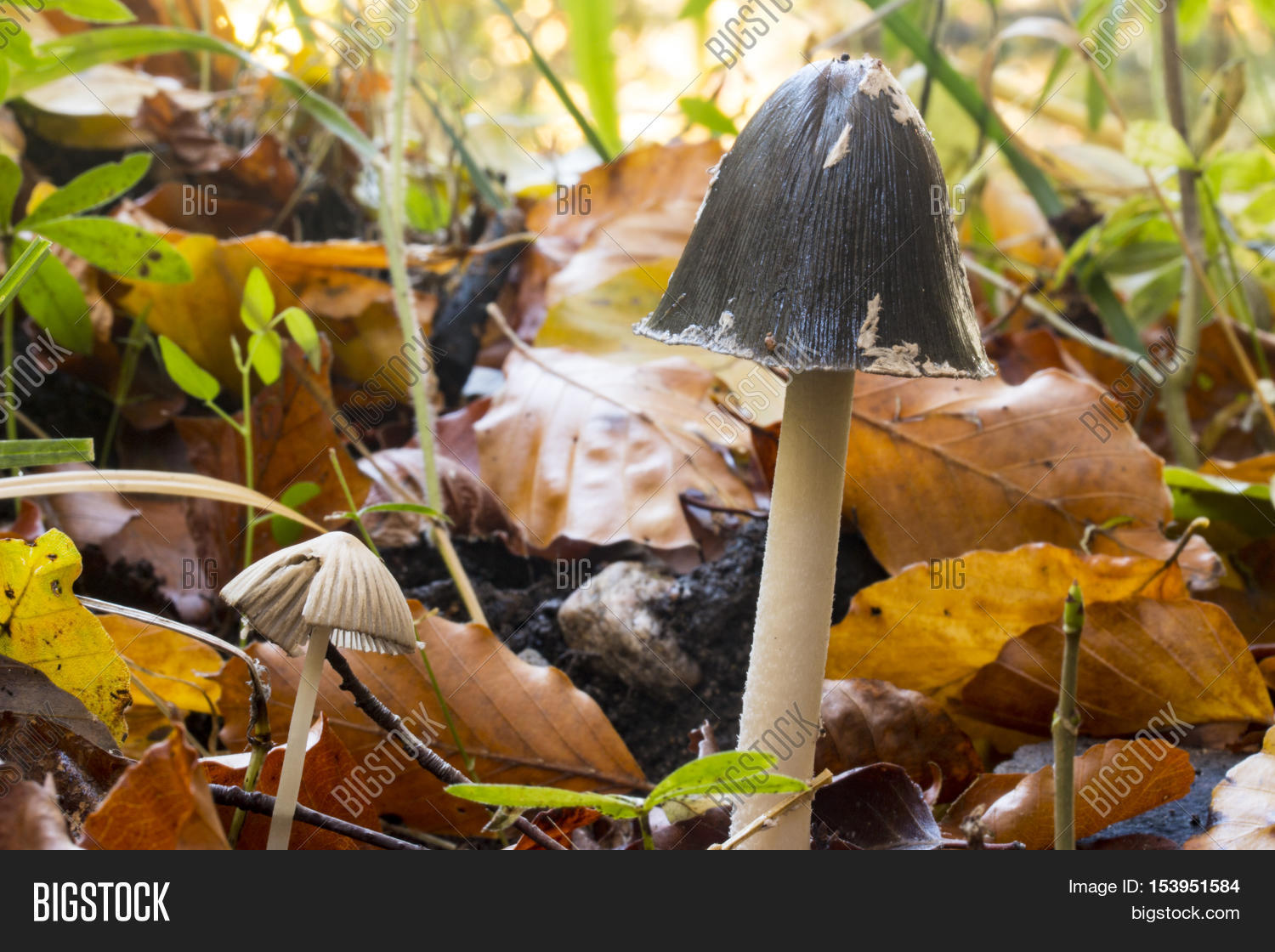 Mushrooms Buttom Image & Photo (Free Trial) | Bigstock