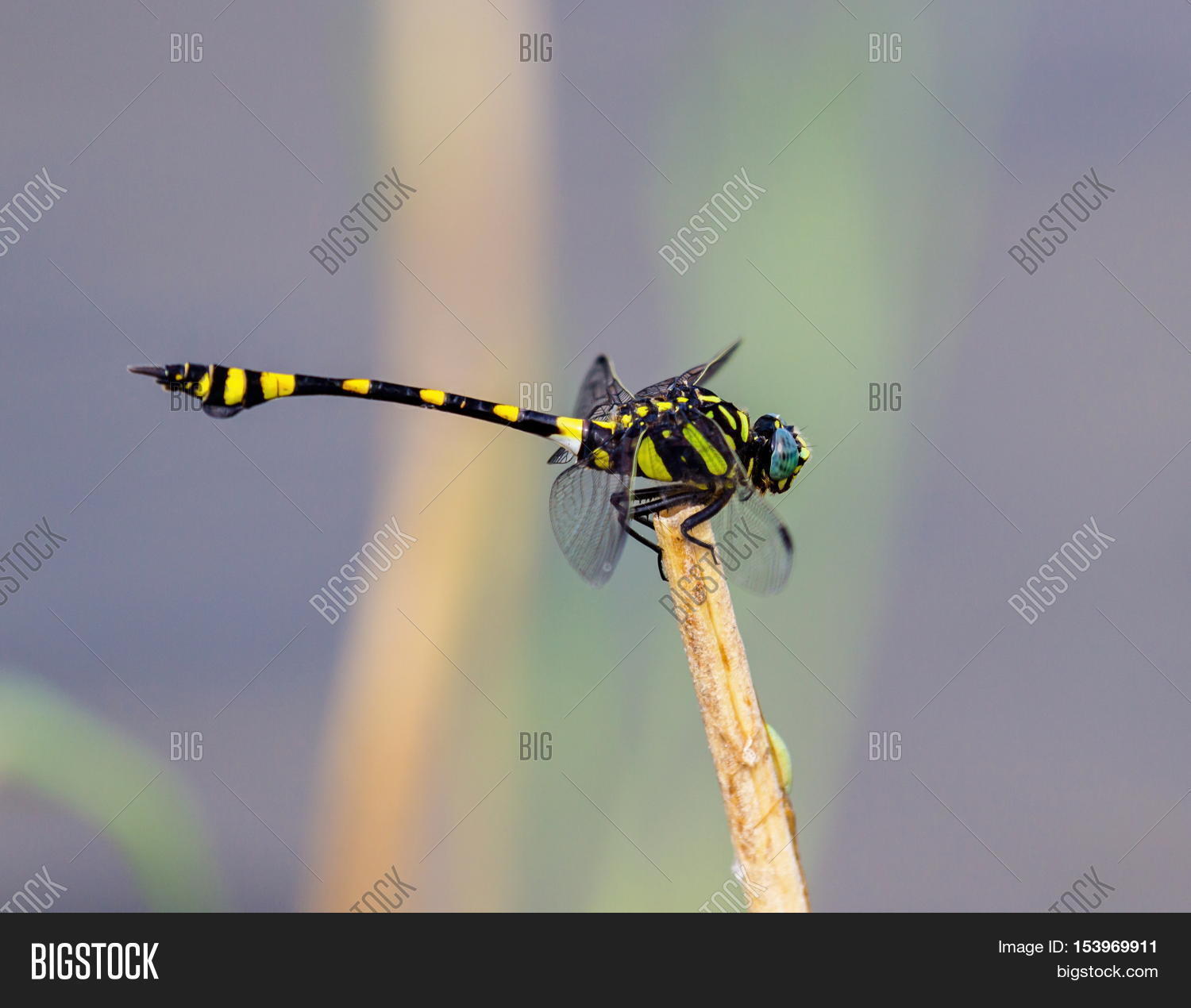 Golden-ringed Image & Photo (Free Trial) | Bigstock