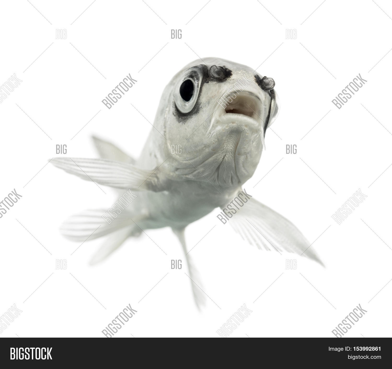 Bottom View Grey Koi Image & Photo (Free Trial) | Bigstock