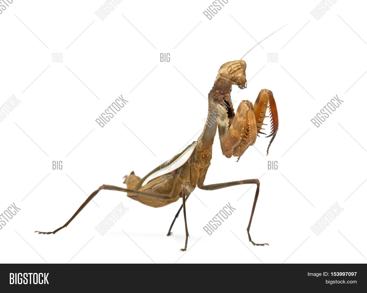 Praying Mantis - Image & Photo (Free Trial) | Bigstock