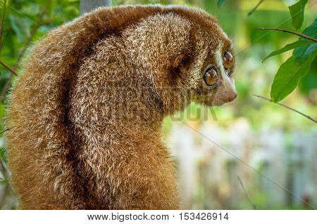 Slow Loris Monkey On Image & Photo (Free Trial) | Bigstock