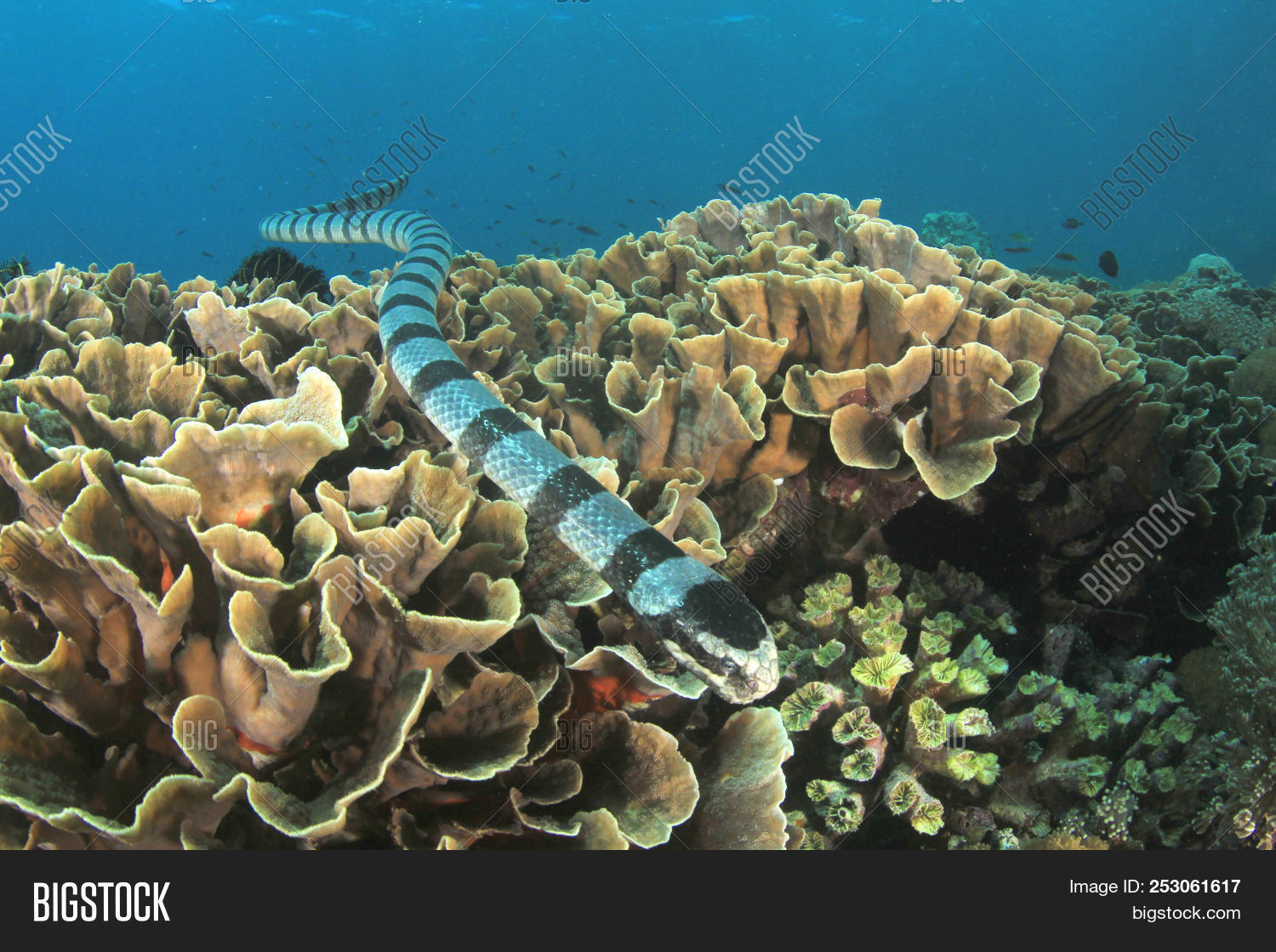 Banded Sea Krait ( Image & Photo (Free Trial) | Bigstock
