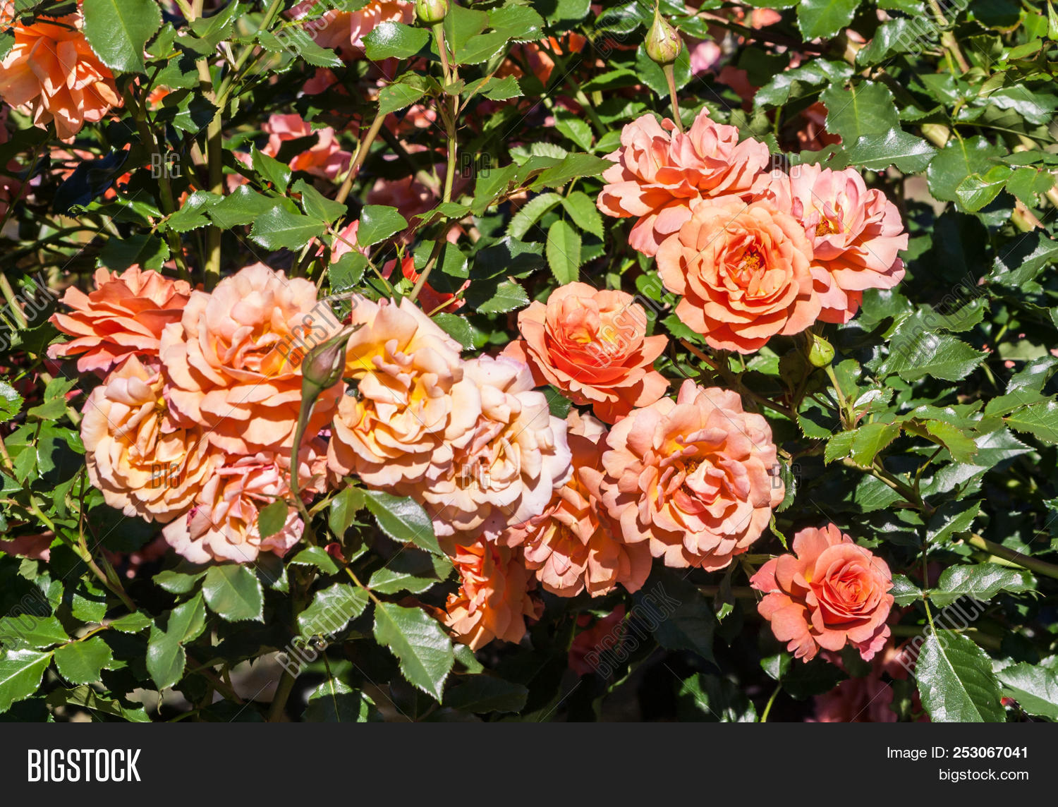 Rose Lambada Bushes Image & Photo (Free Trial) | Bigstock