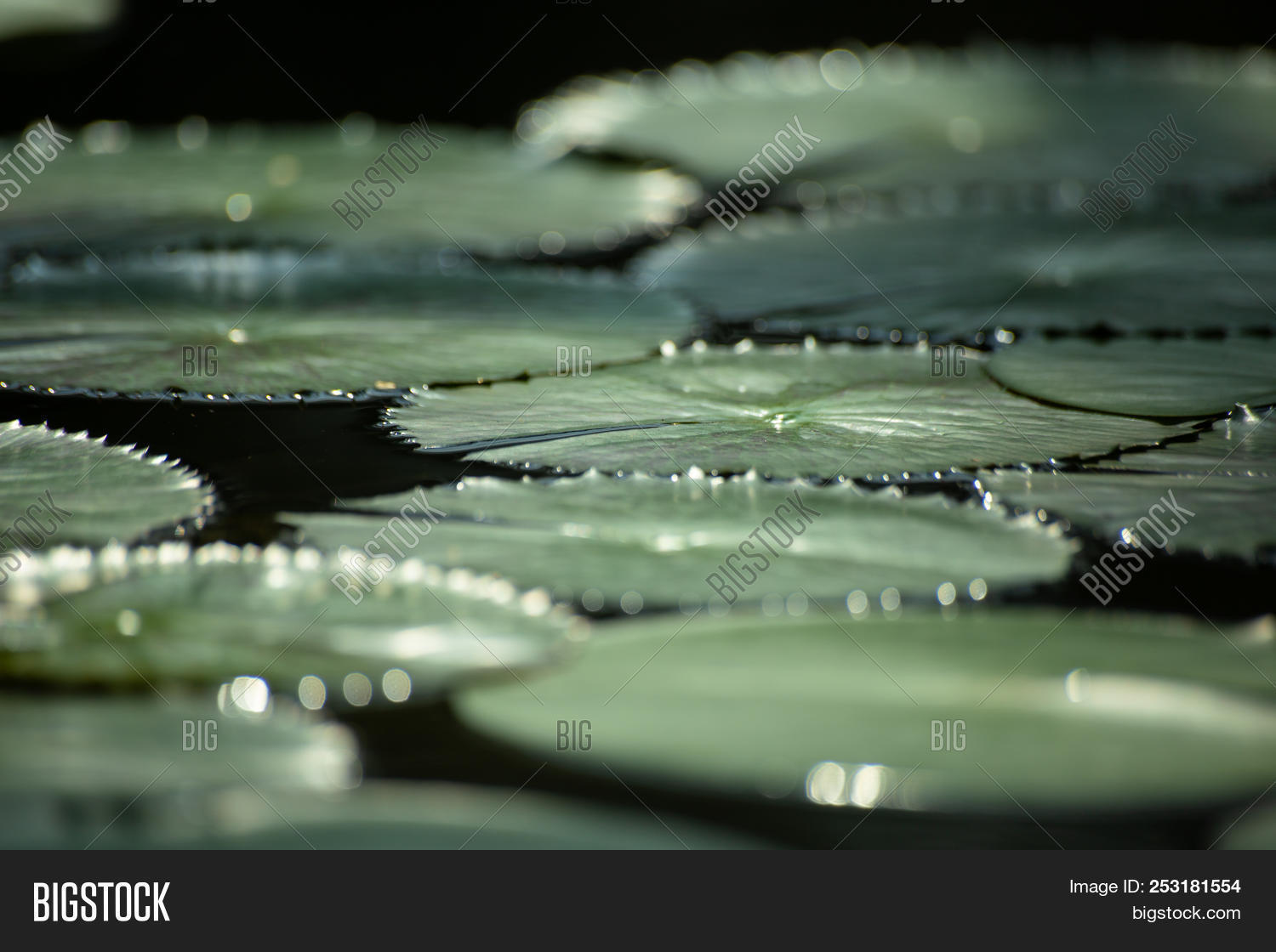 Giant Leaves Victoria Image & Photo (Free Trial) | Bigstock