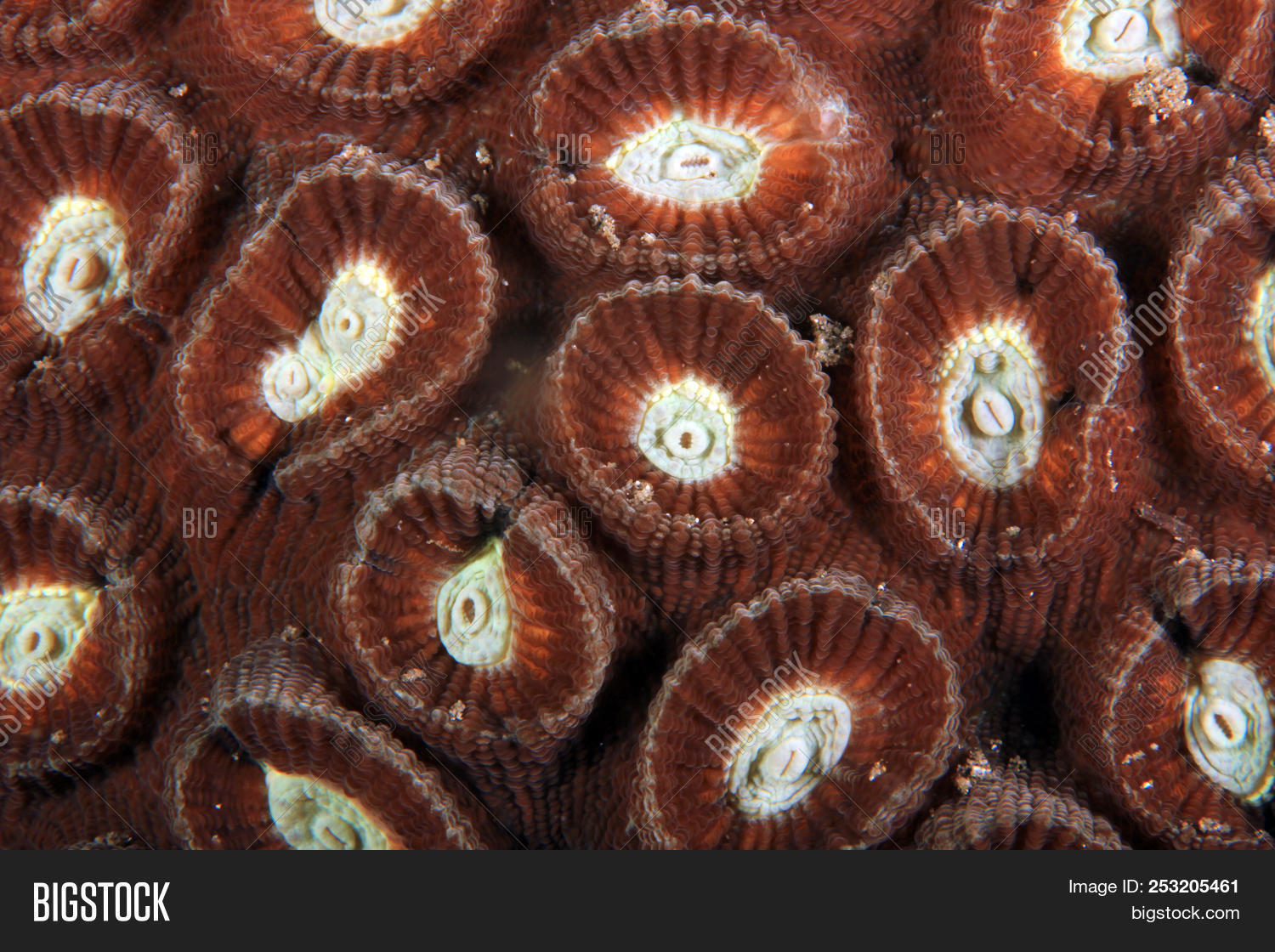 Hard Coral Texture, Image & Photo (Free Trial) | Bigstock