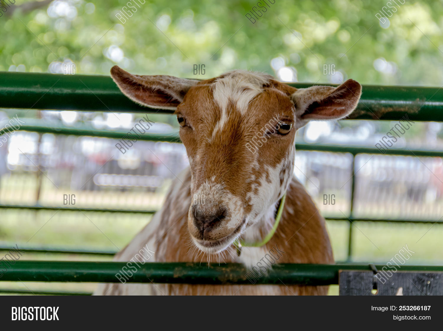Goat Pen Agriculture Image & Photo (Free Trial) | Bigstock