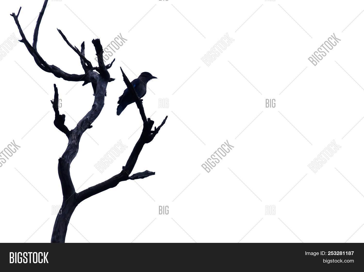 Single Black Crow Image & Photo (Free Trial) | Bigstock