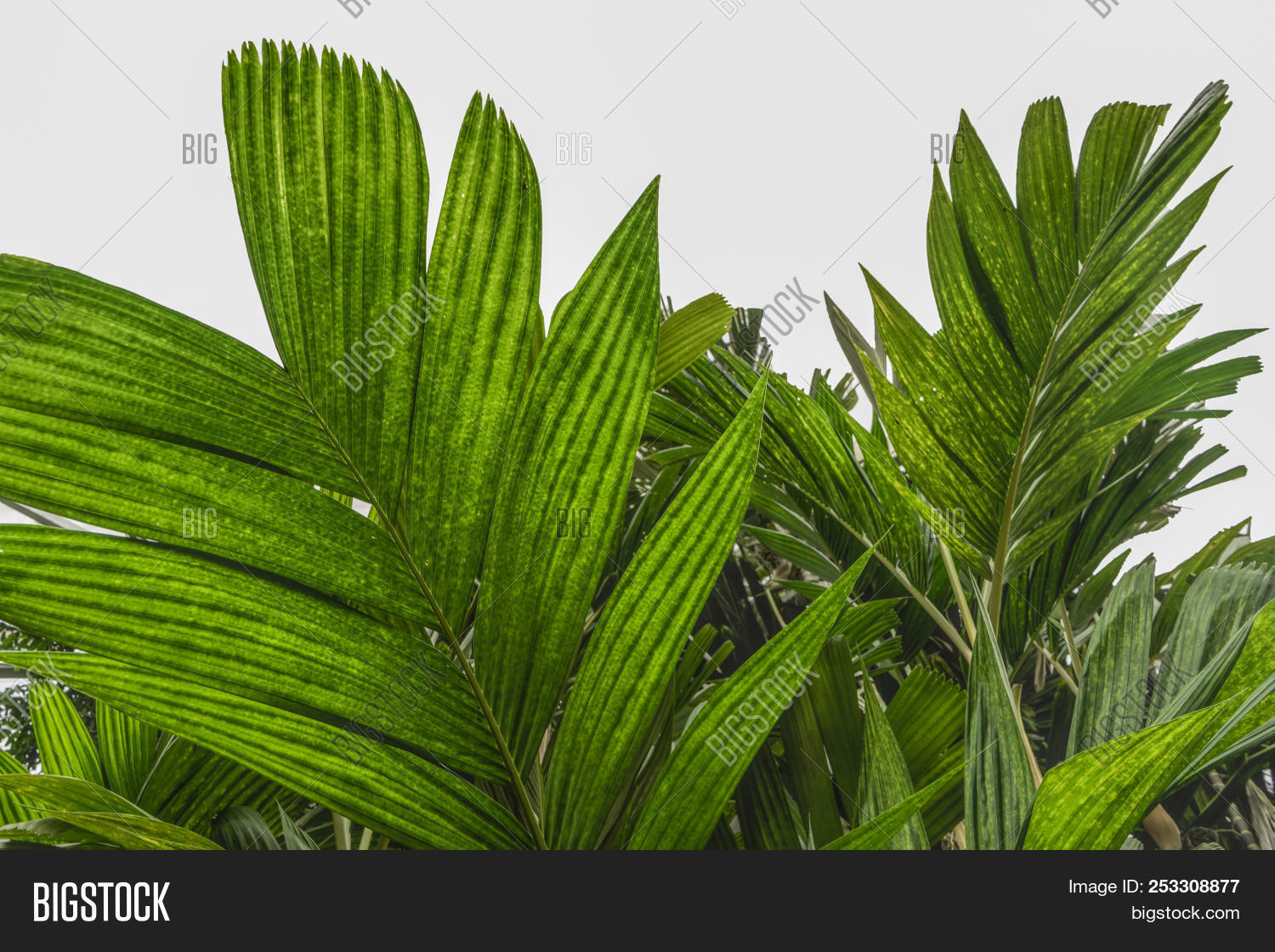 Lines Rustling Leaves Image & Photo (Free Trial) | Bigstock