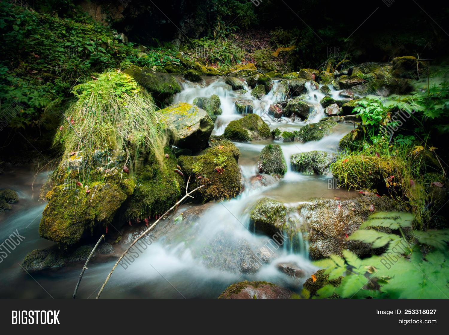Nature Rainforest Image & Photo (Free Trial) | Bigstock
