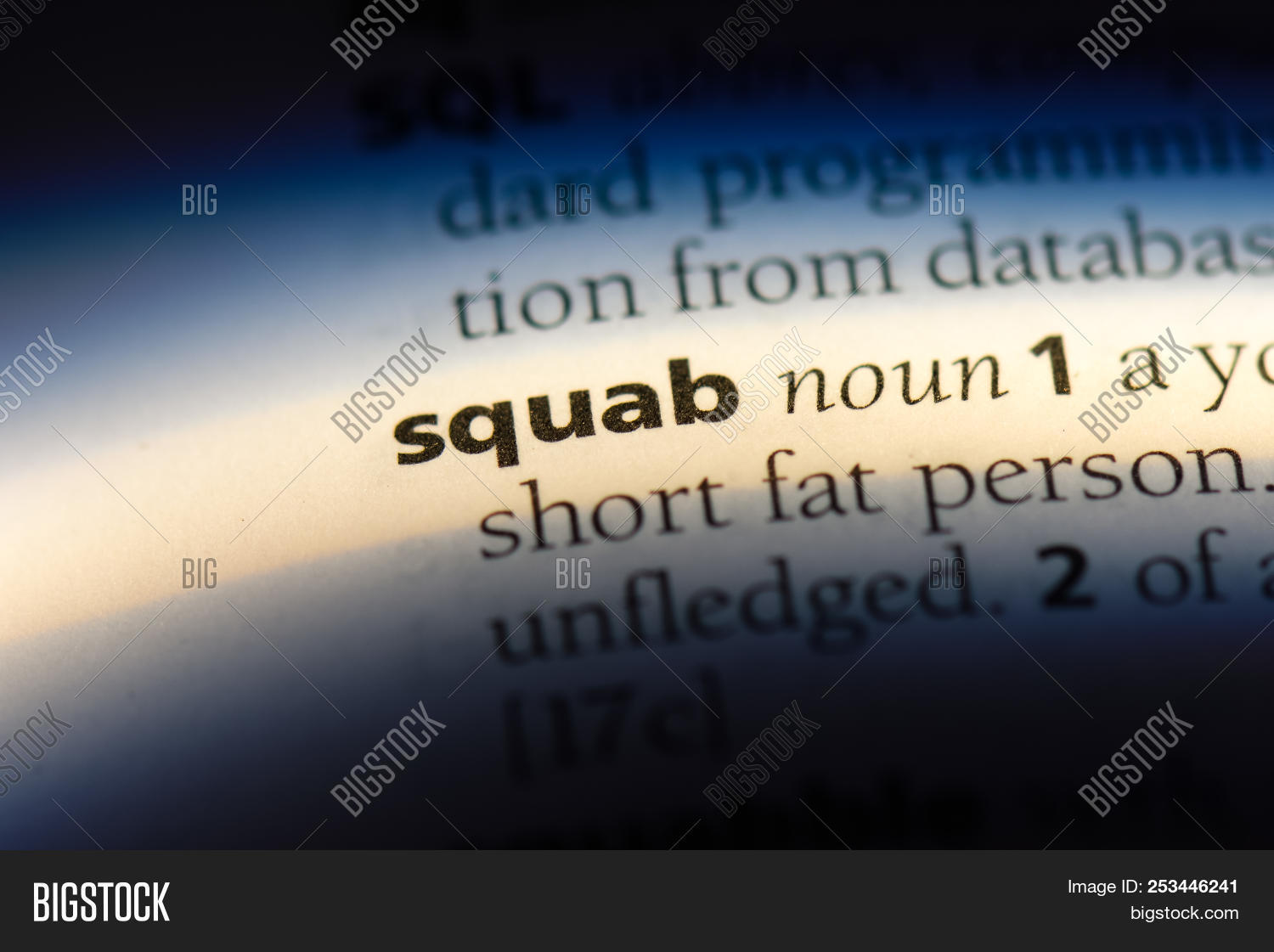 Squab Word Dictionary Image & Photo (Free Trial) | Bigstock