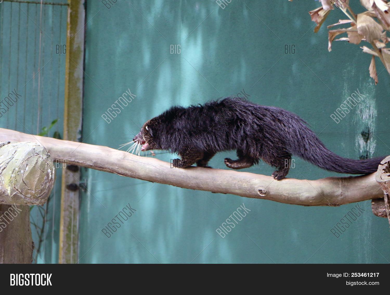Binturong (arctictis Image & Photo (Free Trial) | Bigstock
