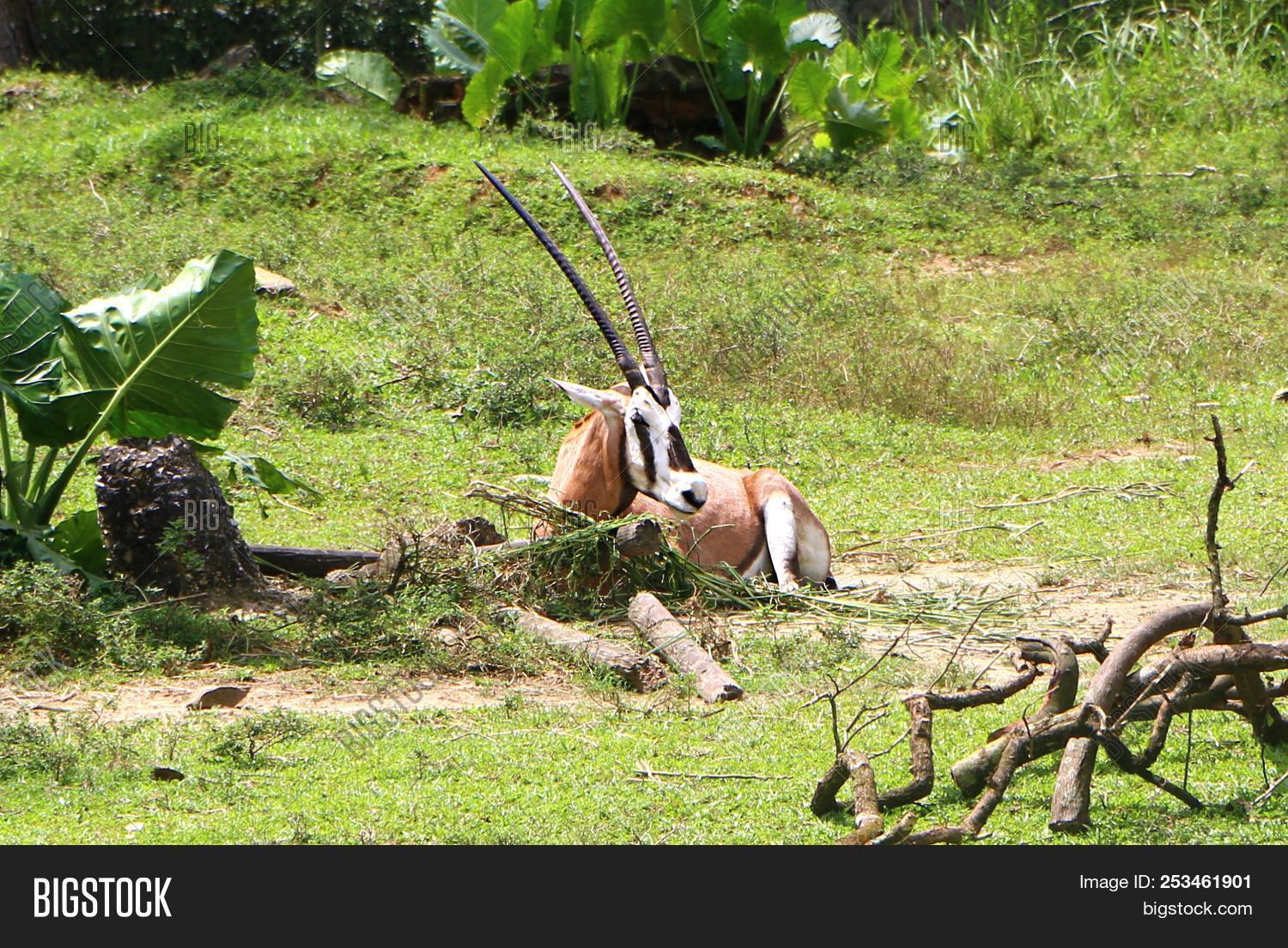 Scimitar-horned Oryx ( Image & Photo (Free Trial) | Bigstock