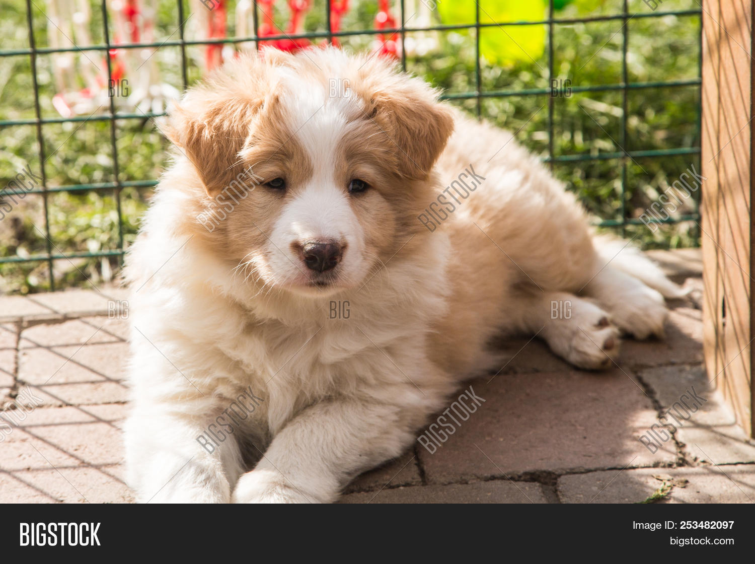 Border Collie Adult Image & Photo (Free Trial) | Bigstock