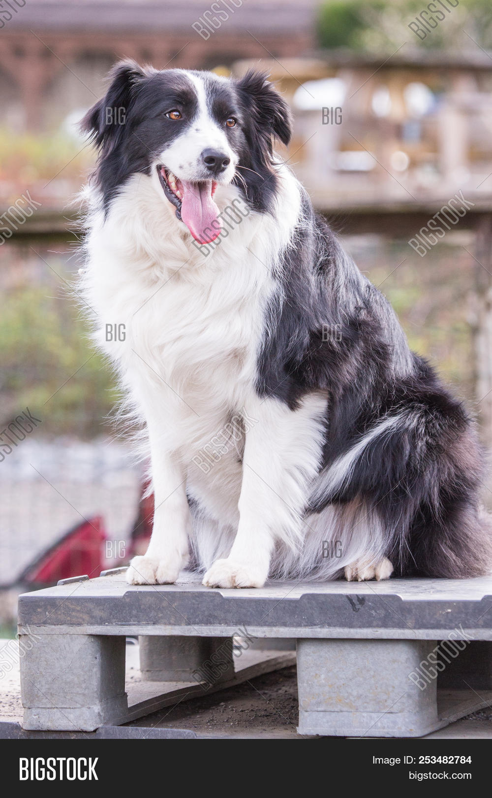 Border Collie Adult Image & Photo (Free Trial) | Bigstock