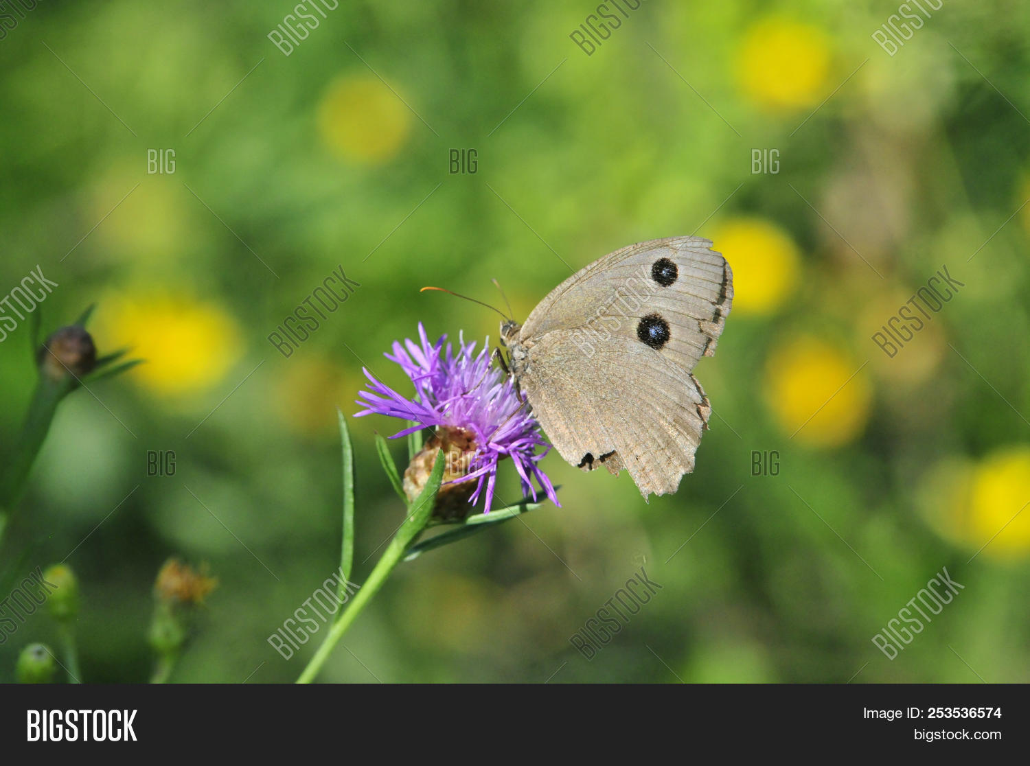 Minois Dryas, Dryad, Image & Photo (Free Trial) | Bigstock