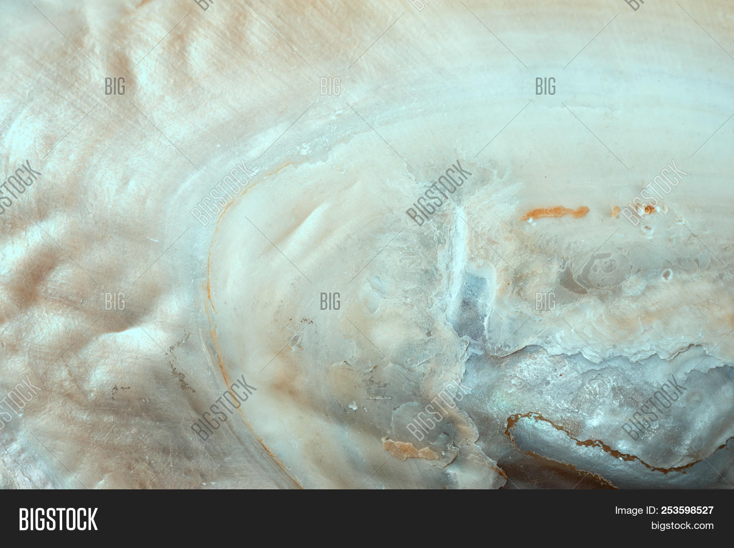 Luxury Nacre Seashell Image & Photo (Free Trial) | Bigstock