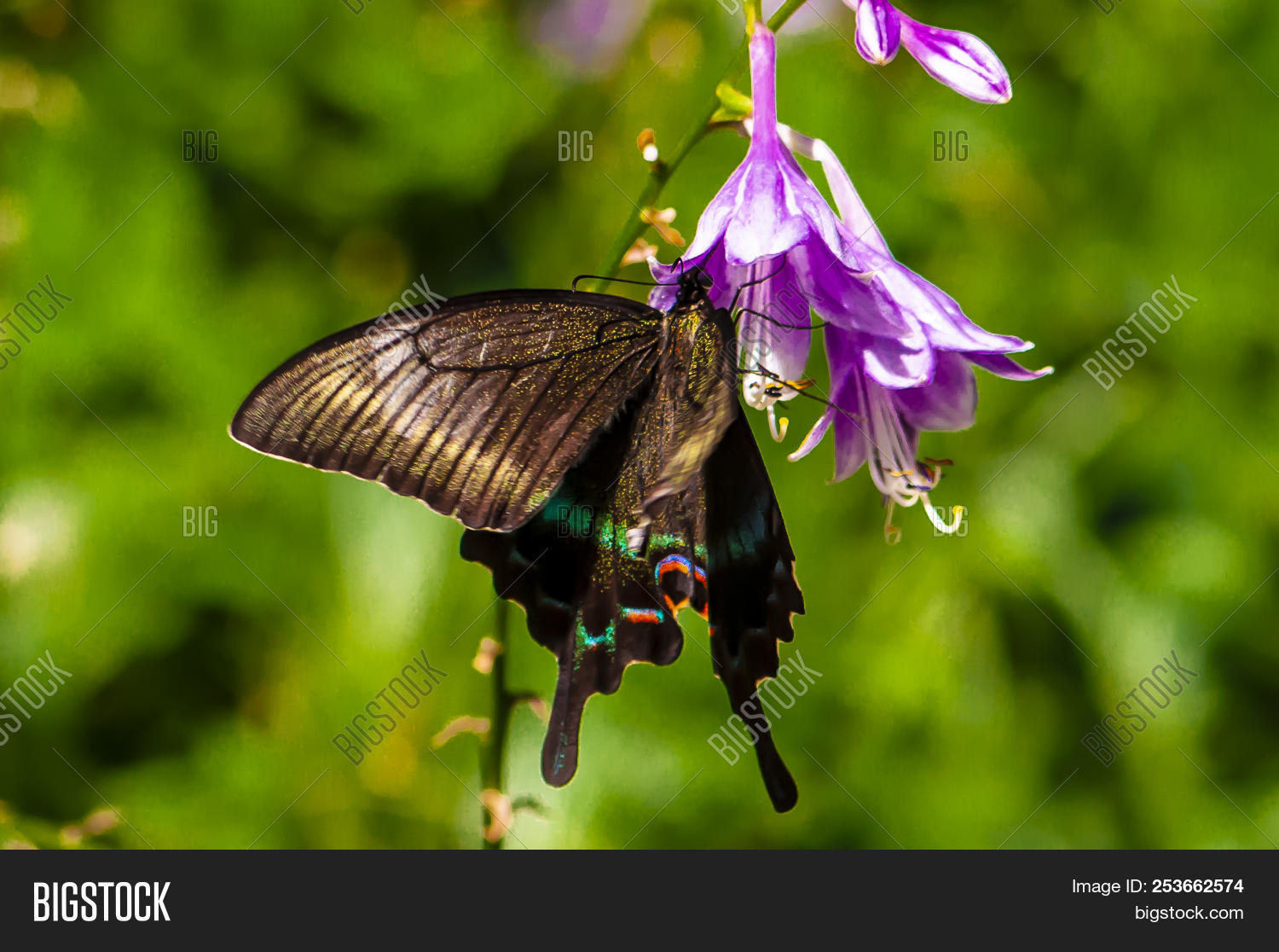 Papilio Maackii - Image & Photo (Free Trial) | Bigstock