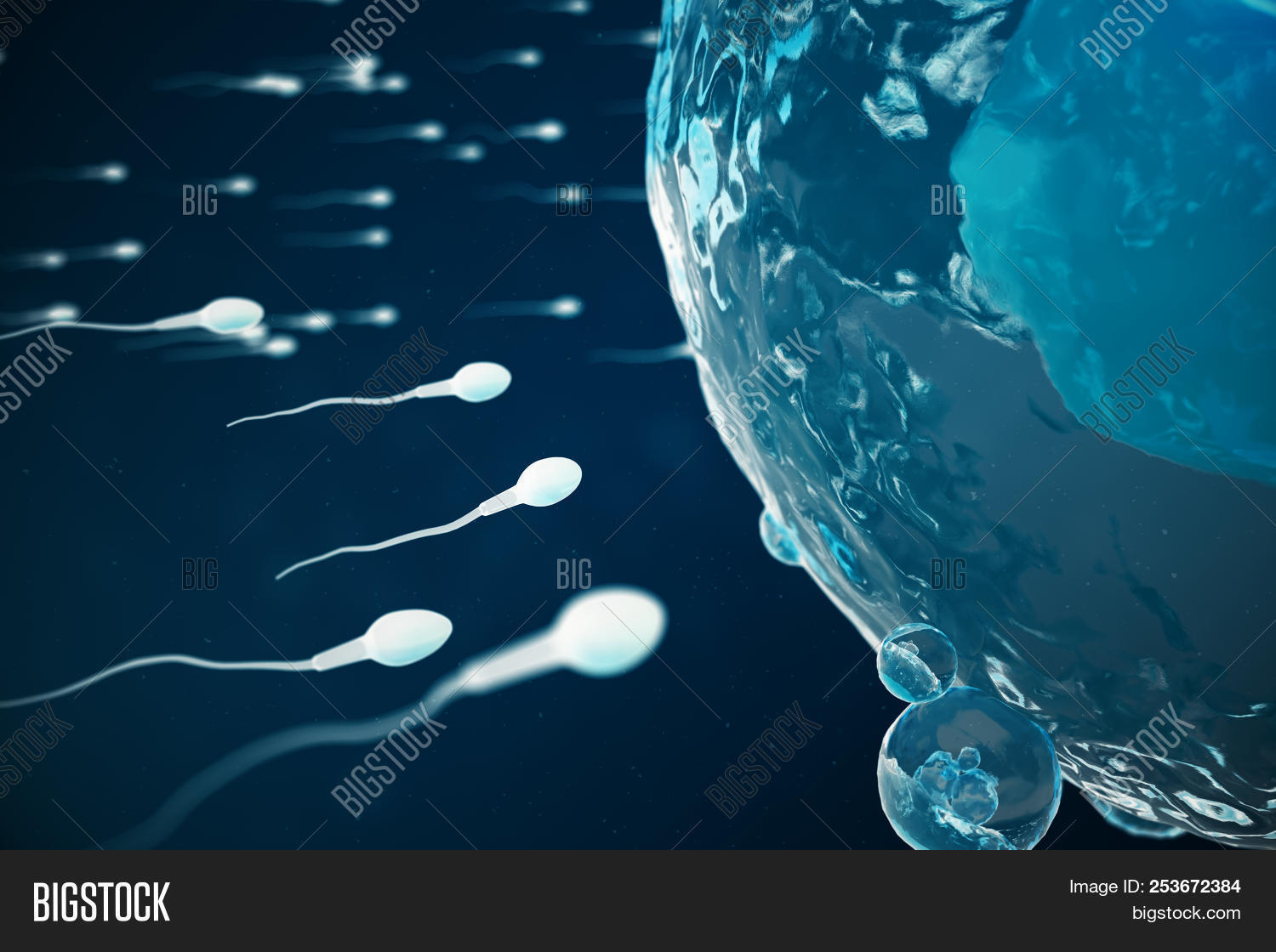 Sperm Egg Cell, Ovum. Image & Photo (Free Trial) | Bigstock