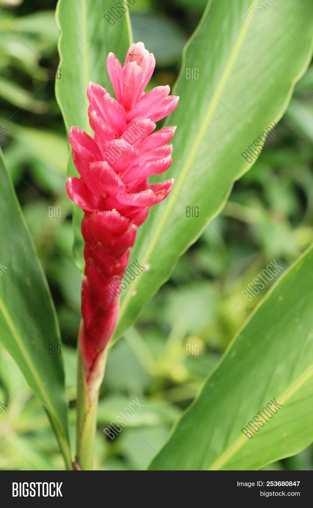 Red Ginger Image & Photo (Free Trial) | Bigstock