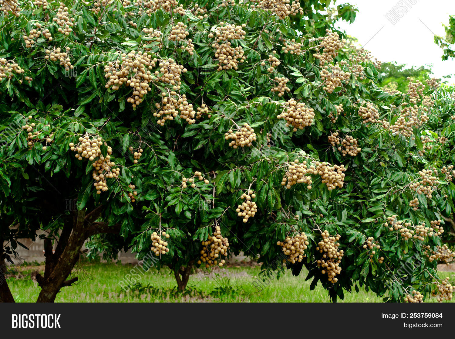 Longan Tree