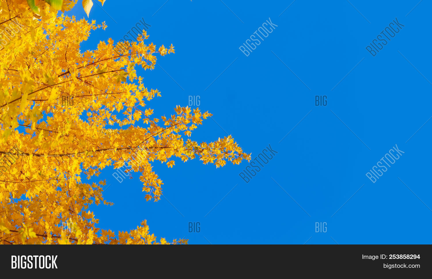 Vibrant Fall Yellow Image & Photo (Free Trial) | Bigstock
