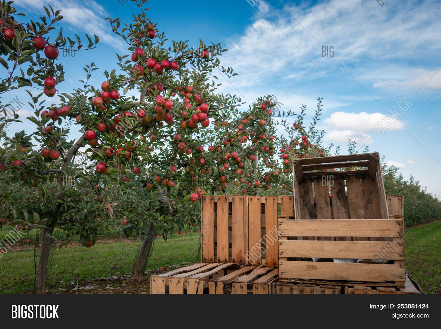 Crates Orchard Full Image & Photo (Free Trial) | Bigstock