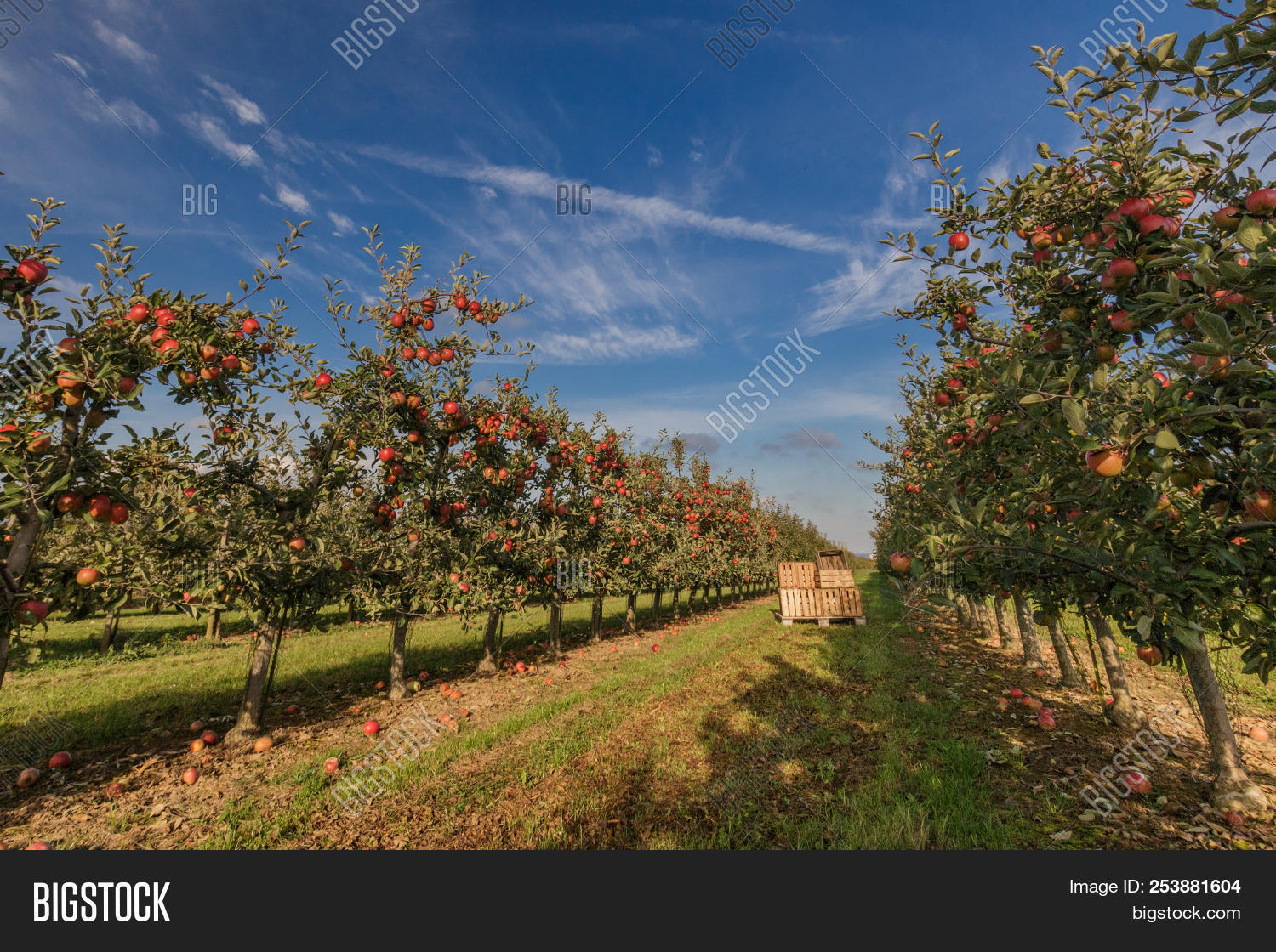 Apple Trees Orchard Image & Photo (Free Trial) | Bigstock