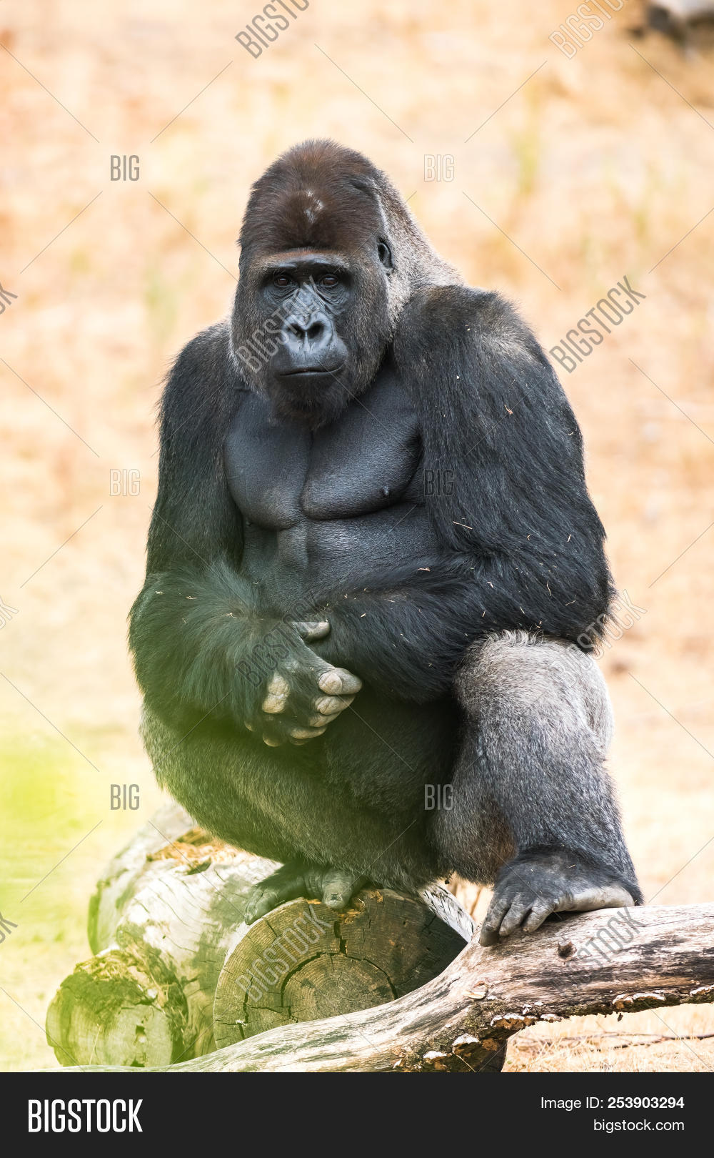 This Beautiful Gorilla Image & Photo (Free Trial) | Bigstock