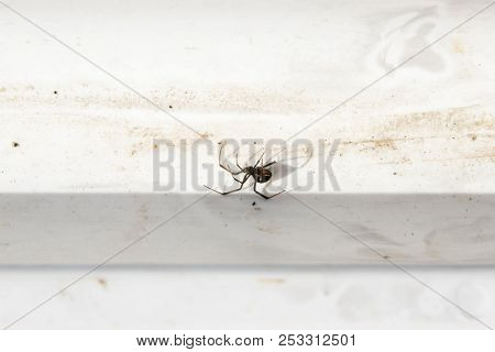 Venomous Small Redback Image & Photo (Free Trial) | Bigstock
