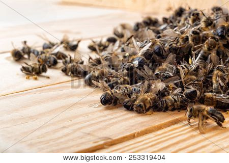 Dead Bees Middle Hive Image & Photo (Free Trial) | Bigstock