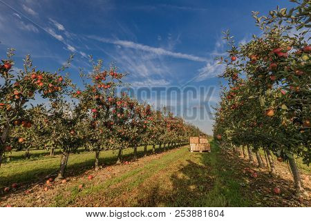 Apple Trees Orchard Image & Photo (Free Trial) | Bigstock