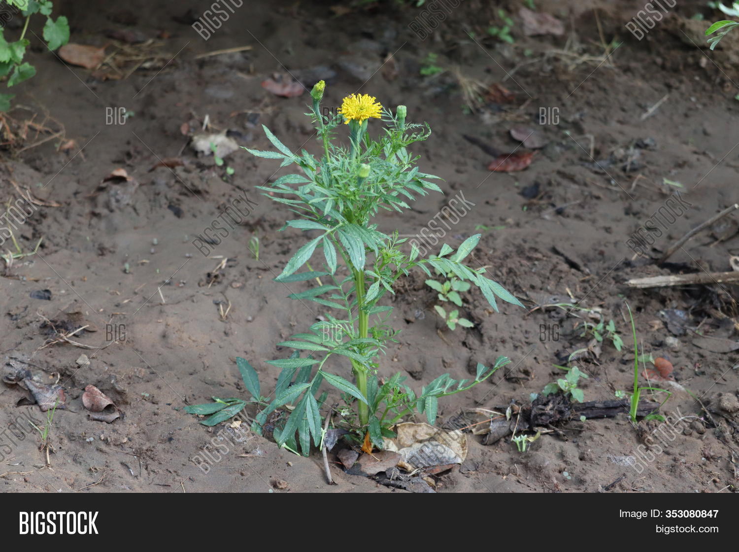 Marigold Plant Sprouting