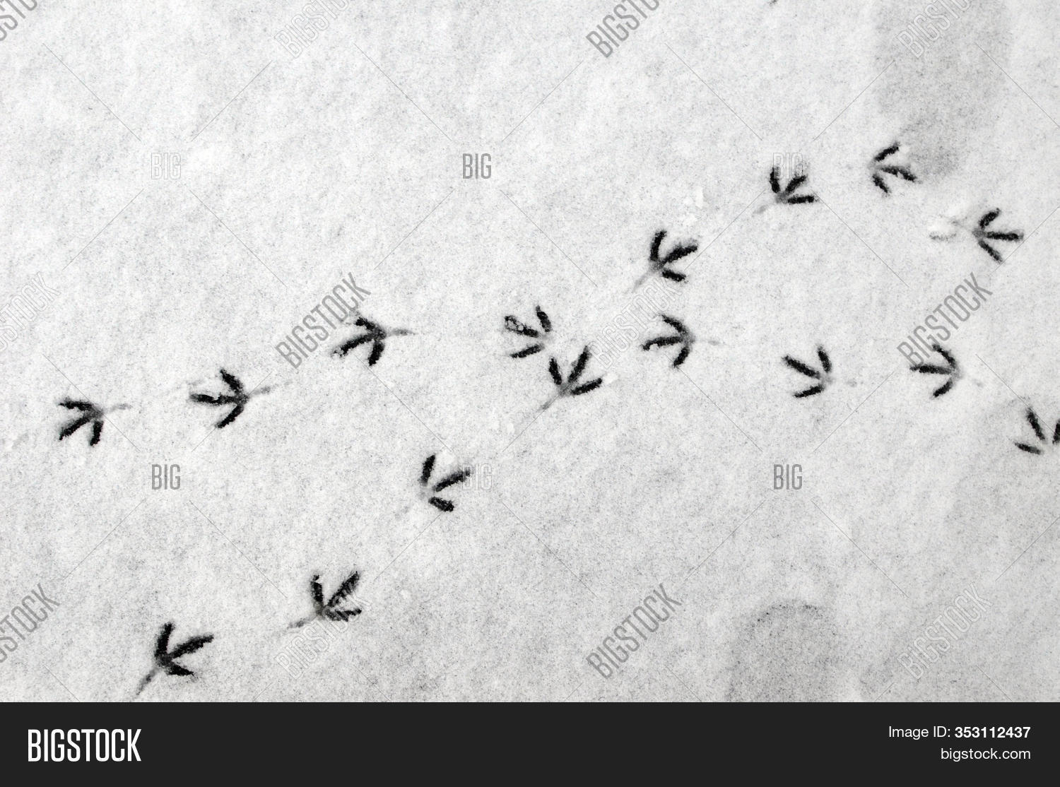 Bird Footprints On Image & Photo (Free Trial) | Bigstock